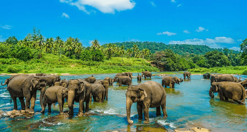 How Do I Call or Identify Sri Lanka Internationally? (Country Codes ...